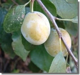 Bullace | Recipes Wiki | Fandom