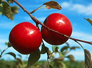 Haralson apple | Recipes Wiki | Fandom