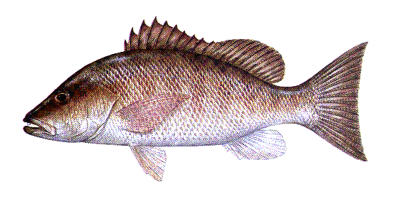 Uku | Recipes Wiki | Fandom