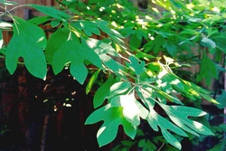 Sassafras | Recipes Wiki | Fandom