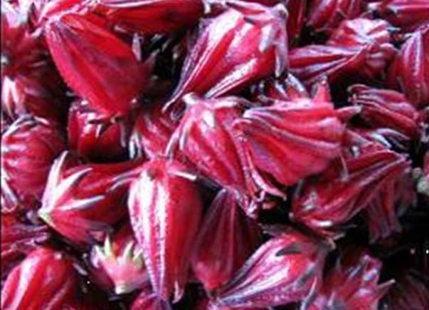 Wild rosella flowers | Recipes Wiki | Fandom