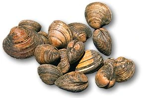 Clams | Recipes Wiki | Fandom