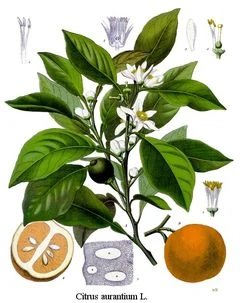 Rangpur lime | Recipes Wiki | Fandom