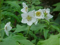 Thimbleberry | Recipes Wiki | Fandom