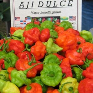 Cachucha pepper | Recipes Wiki | Fandom