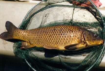 Carp | Recipes Wiki | Fandom