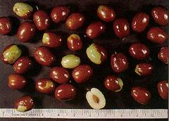 Chinese date | Recipes Wiki | Fandom