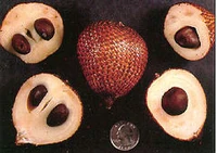 Salak | Recipes Wiki | Fandom