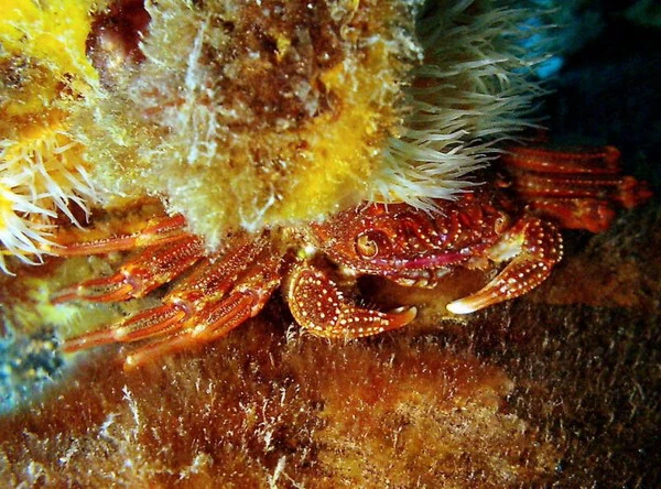 Crustaceans | Recipes Wiki | Fandom