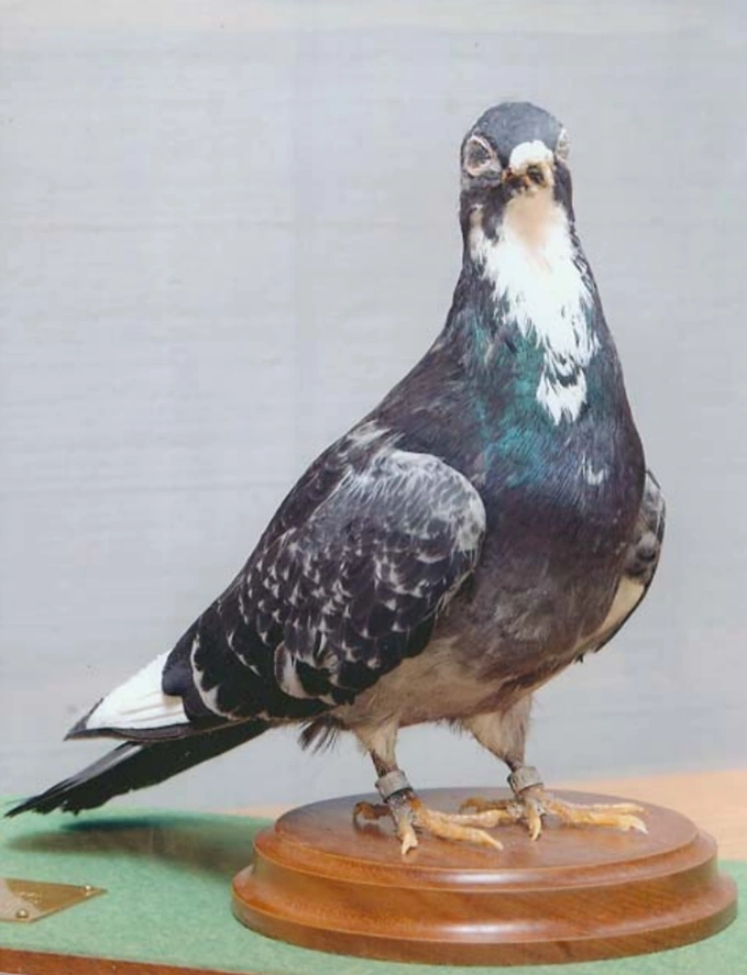 G.I. Joe | Record of Ragnarok Fanon Wiki | Fandom