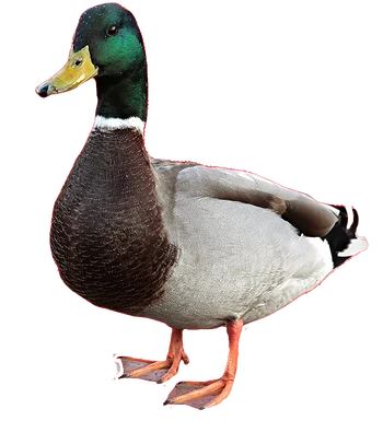 Quacker | Recordguy626 Wiki | Fandom