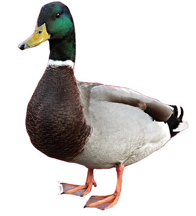 Quacker | Recordguy626 Wiki | Fandom