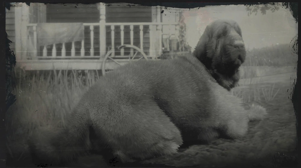 Bloodhound | Red Dead Redemption Wiki | Fandom