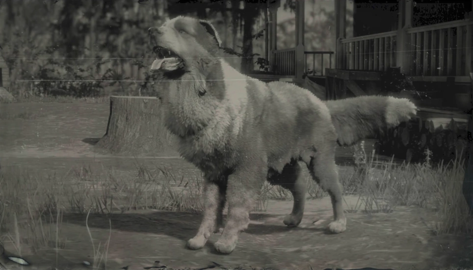 Border collie | Red Dead Redemption Wiki | Fandom