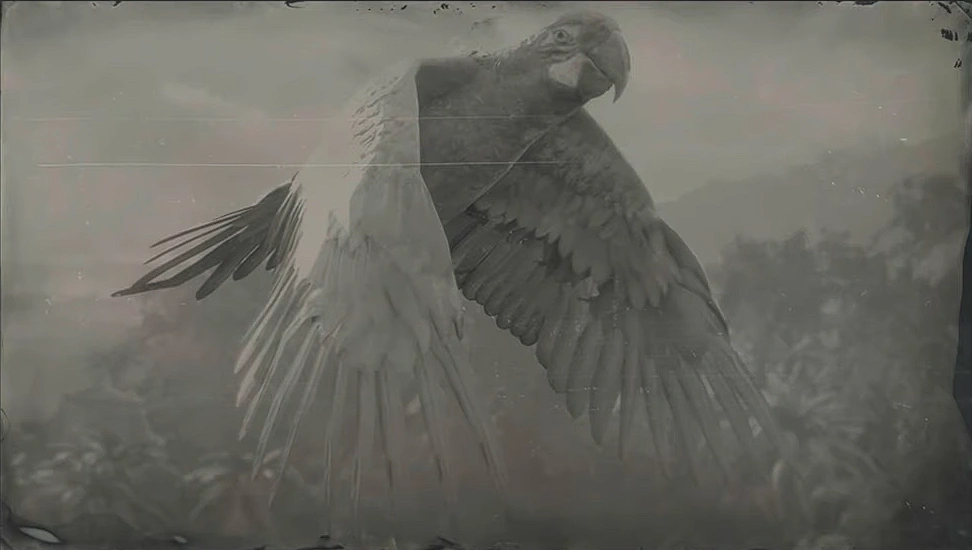 Ara oliwkowa | Red Dead Redemption Wiki | Fandom