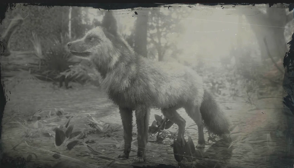 Lis srebrny (RDR2) | Red Dead Redemption Wiki | Fandom