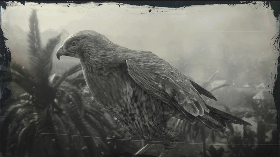 Jastrząb rdzawosterny (RDR2) | Red Dead Redemption Wiki | Fandom