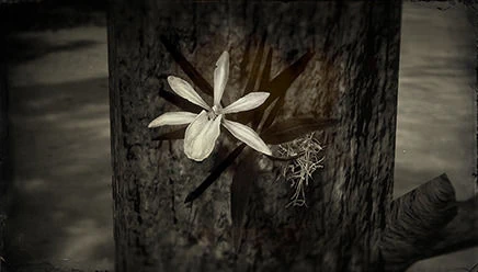 Plantas em Redemption 2 | Wiki Red Dead | Fandom