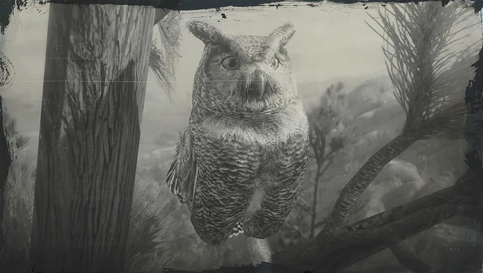 Puchacz wirginijski (RDR2) | Red Dead Redemption Wiki | Fandom