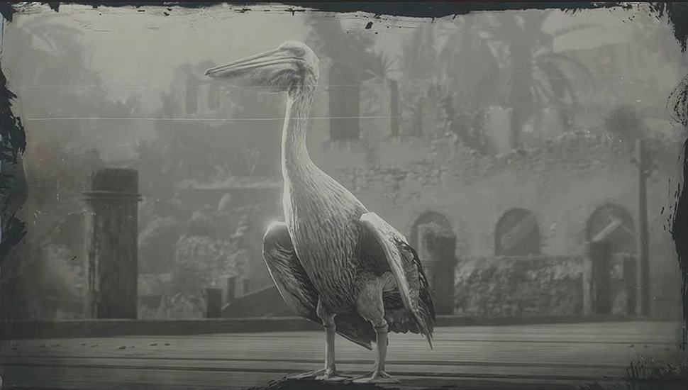 Pelikan dzioborogi | Red Dead Redemption Wiki | Fandom