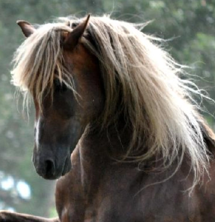 Old Boy | Red Dead Redemption Fanon Wiki | Fandom