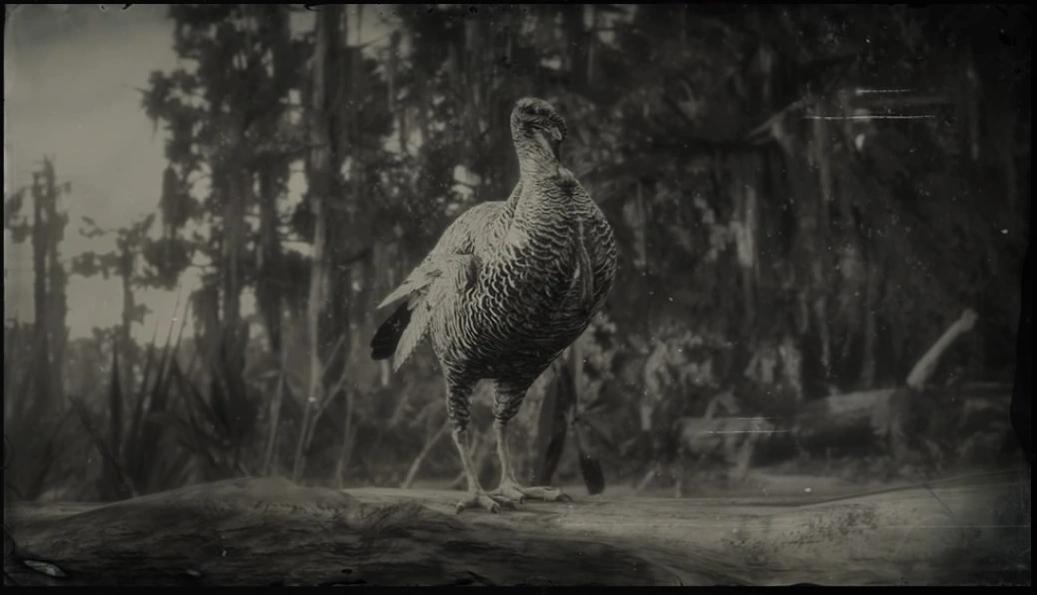 Rio-Grande-Wildtruthahn | Red Dead Redemption Wiki | Fandom