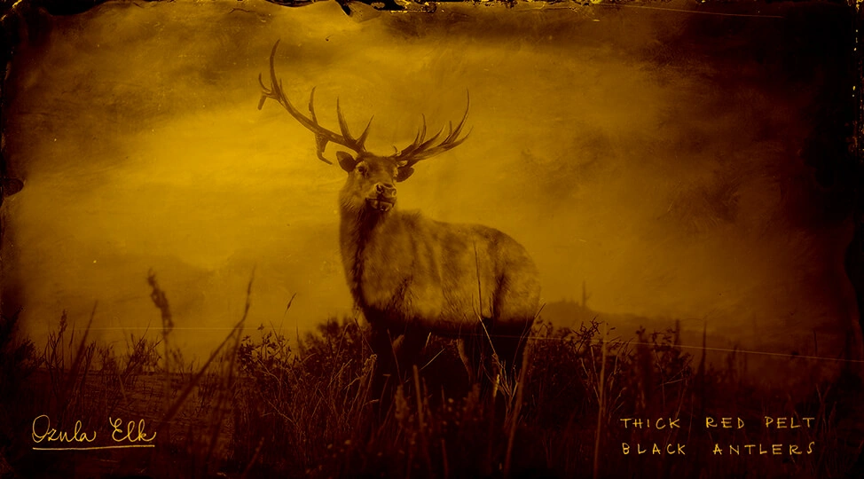 Legendärer Ozula-Wapiti | Red Dead Redemption Wiki | Fandom