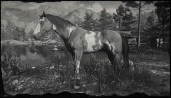 American Paint | Red Dead Redemption Wiki | Fandom