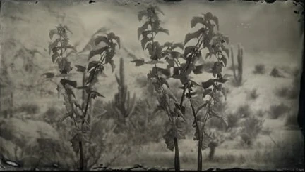 Pflanzen in Redemption 2 | Red Dead Redemption Wiki | Fandom