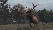 Wapiti | Red Dead Redemption Wiki | Fandom