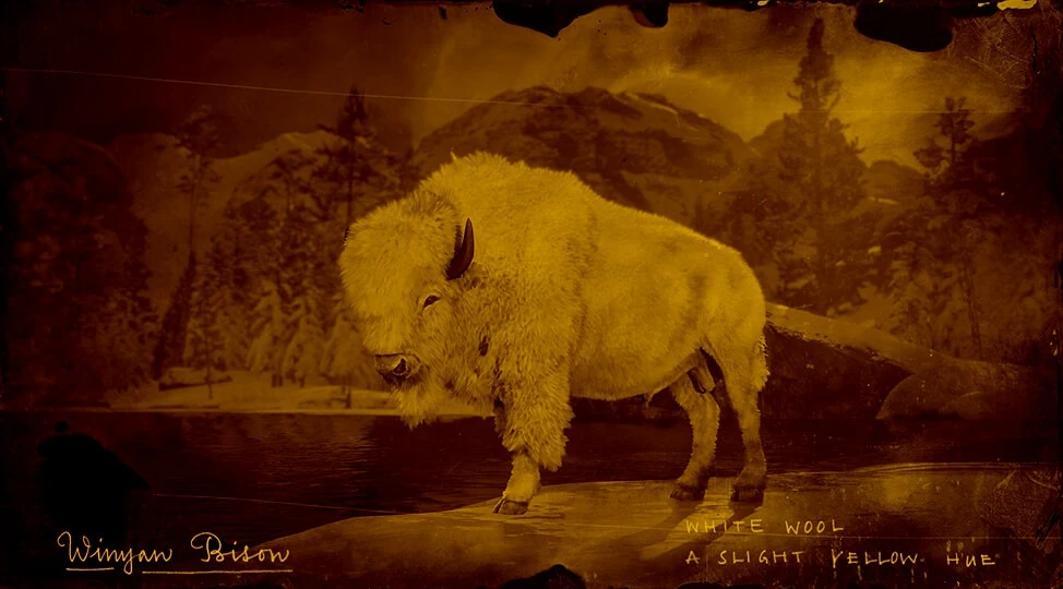 Legendärer Winyan-Bison | Red Dead Redemption Wiki | Fandom