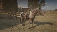 Appaloosa | Red Dead Redemption Wiki | Fandom