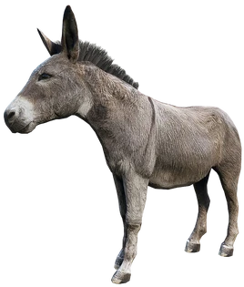 Donkey (RDR 2) | Red Dead Wiki | Fandom