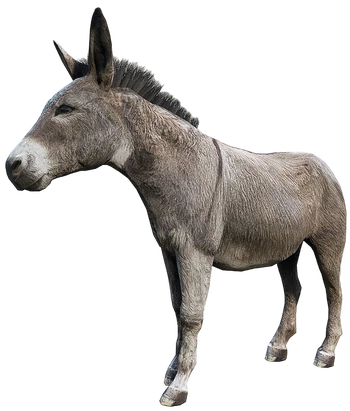 Donkey (RDR 2) | Red Dead Wiki | Fandom