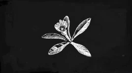 Vanilla Flower | Red Dead Wiki | Fandom