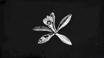 Vanilla Flower | Red Dead Wiki | Fandom