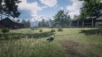 Downes Ranch | Red Dead Wiki | Fandom