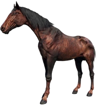 Scrawny Nag | Red Dead Wiki | Fandom