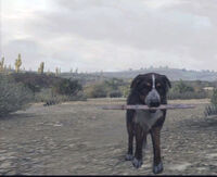 Dog | Red Dead Wiki | Fandom