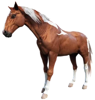 Kentucky Saddler (RDR 2) | Red Dead Wiki | Fandom