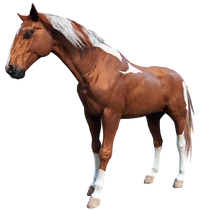 Kentucky Saddler (RDR 2) | Red Dead Wiki | Fandom