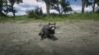 Raccoon (RDR 2) | Red Dead Wiki | Fandom