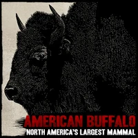 American Buffalo | Red Dead Wiki | Fandom