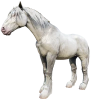 Shire | Red Dead Wiki | Fandom