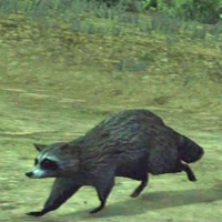 Raccoon | Red Dead Wiki | Fandom