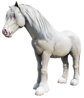Gypsy Cob | Red Dead Wiki | Fandom