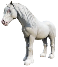 Gypsy Cob | Red Dead Wiki | Fandom