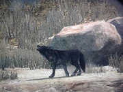 Wolf | Red Dead Wiki | Fandom