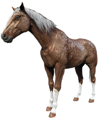 American Standardbred (RDR 2) | Red Dead Wiki | Fandom