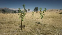 Golden Currant (RDR 2) | Red Dead Wiki | Fandom